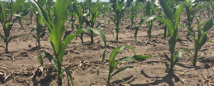 Golden Harvest | Corn Stand Management