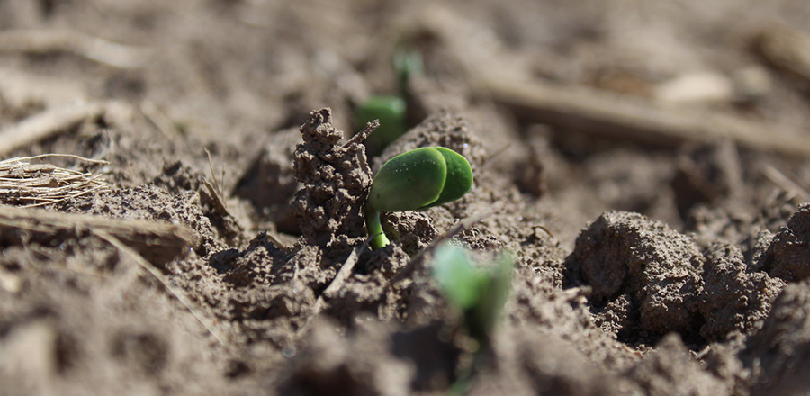 Start Clean, Stay Clean in Soybeans