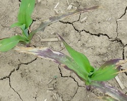 Golden Harvest | Protect Corn Crop from Fallow Syndrome