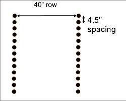 Golden Harvest | Narrow Corn Rows Increasing Yield Potential in ...