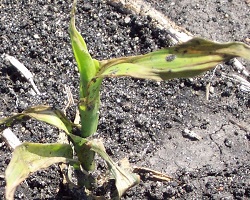 Golden Harvest | Spring Frost Damage in Corn and Soybeans