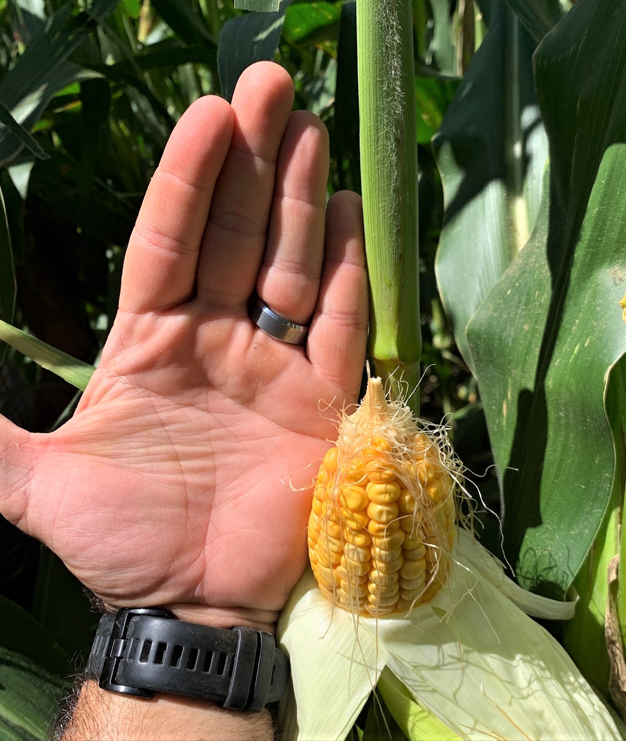 Golden Harvest | Abnormal Ear Development in Corn