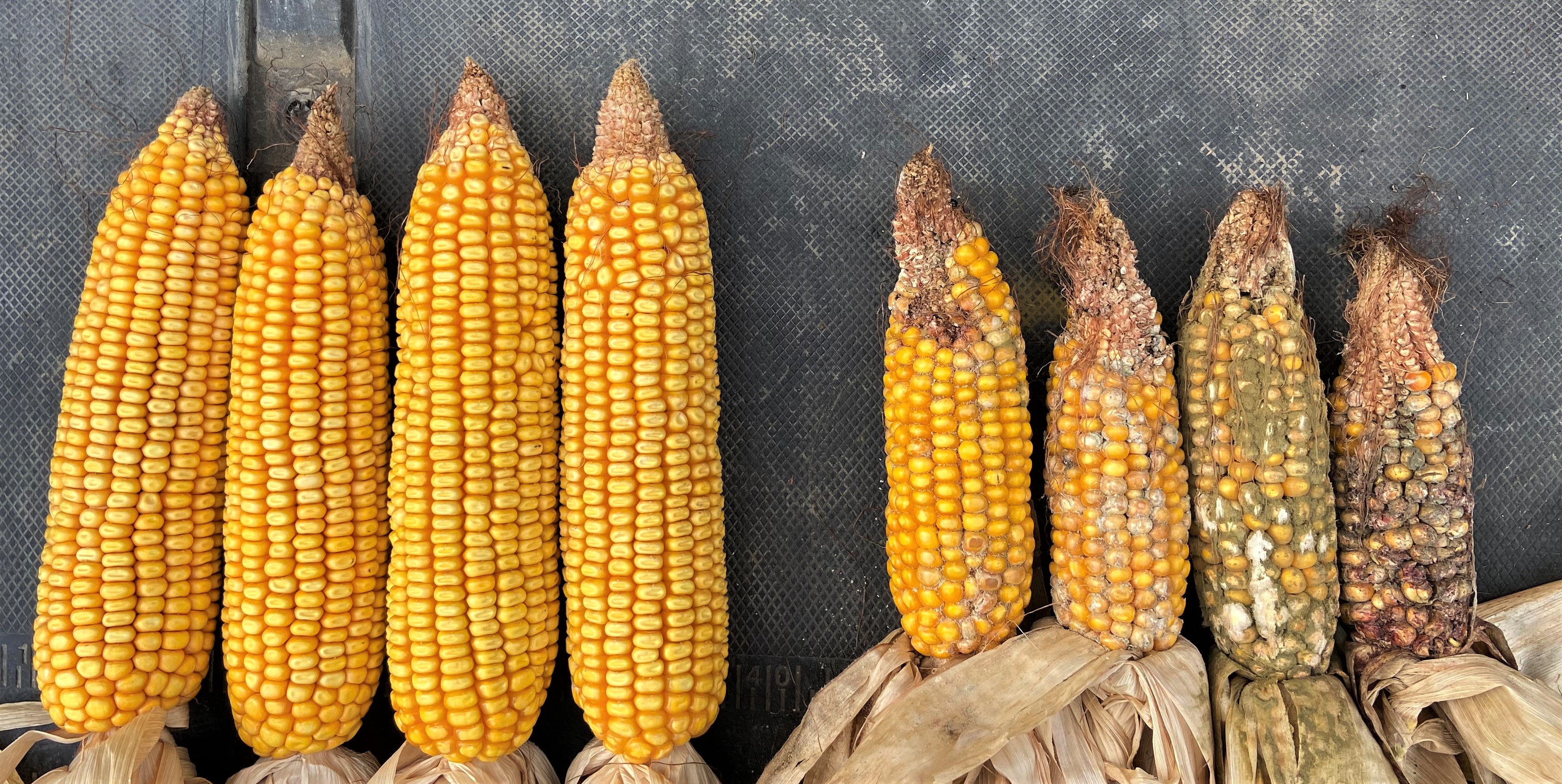 Golden Harvest | Abnormal Ear Development in Corn