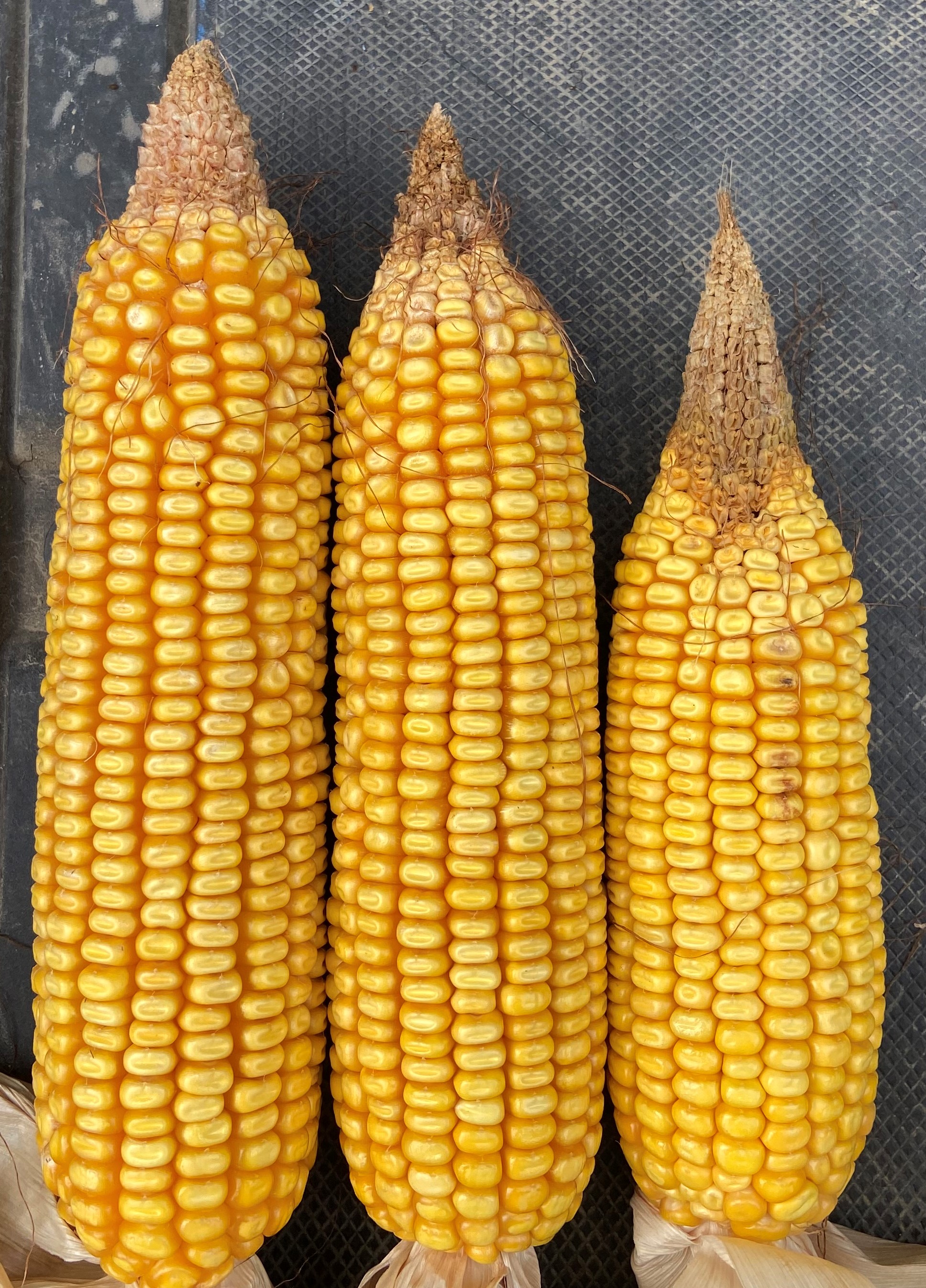 Golden Harvest | Abnormal Ear Development in Corn