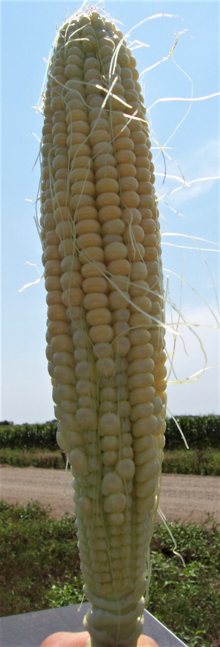 Golden Harvest | Abnormal Ear Development in Corn