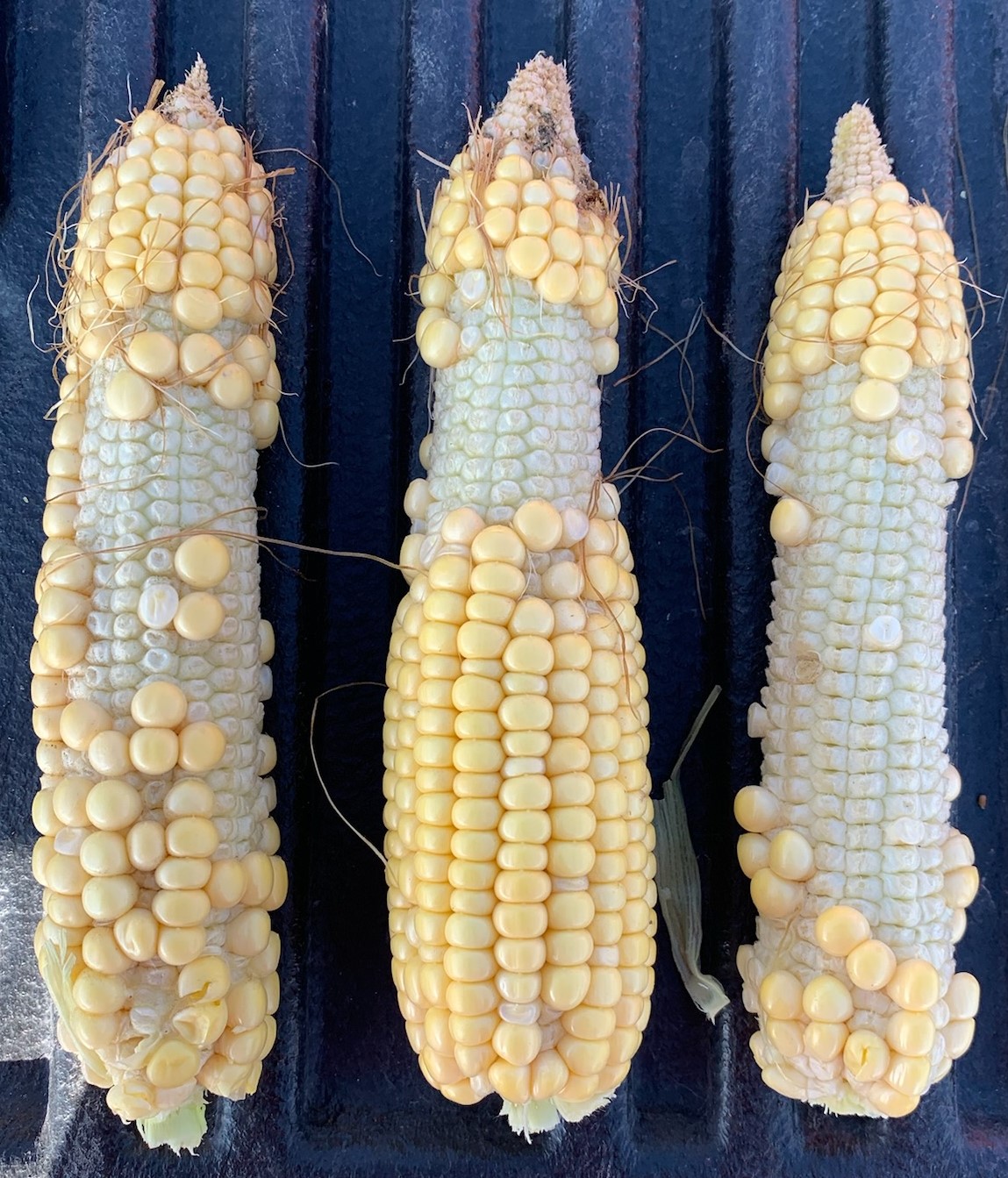 Golden Harvest | Abnormal Ear Development in Corn
