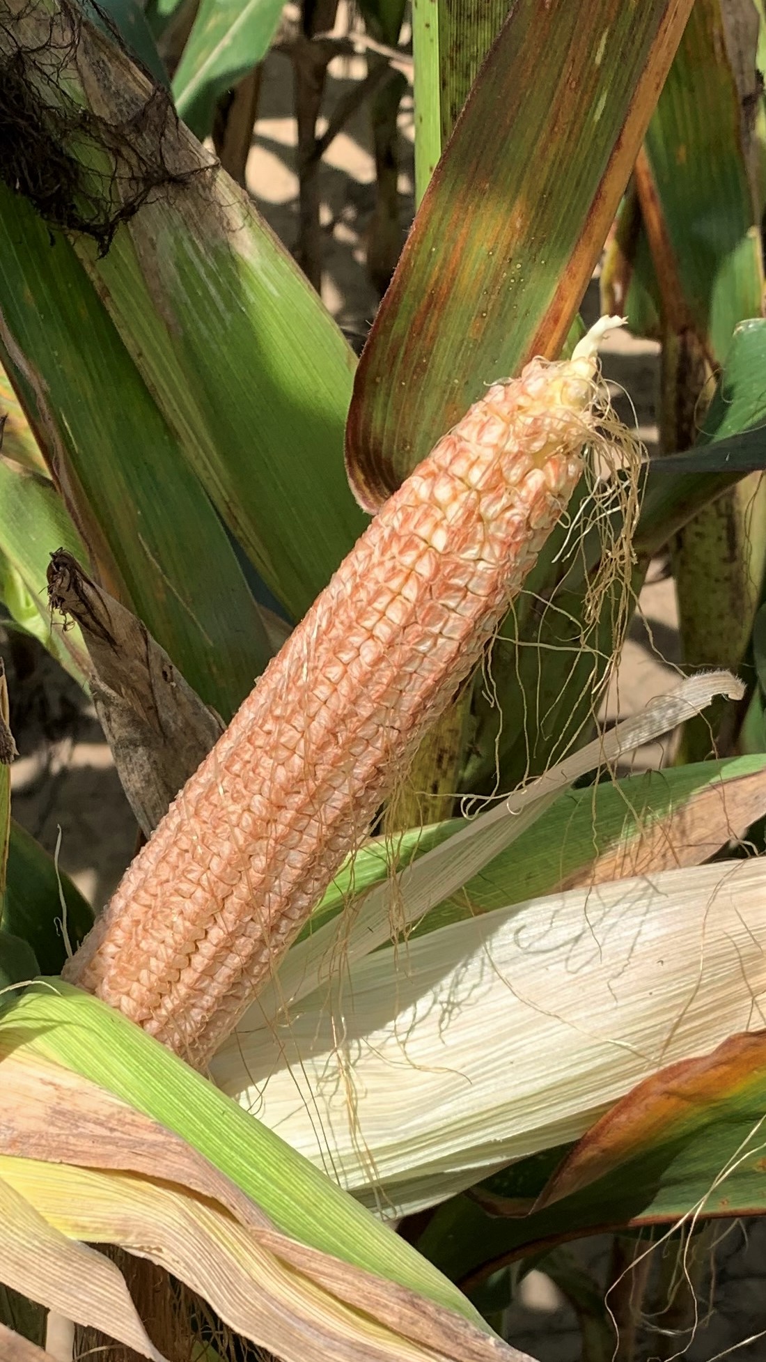 Golden Harvest | Abnormal Ear Development in Corn