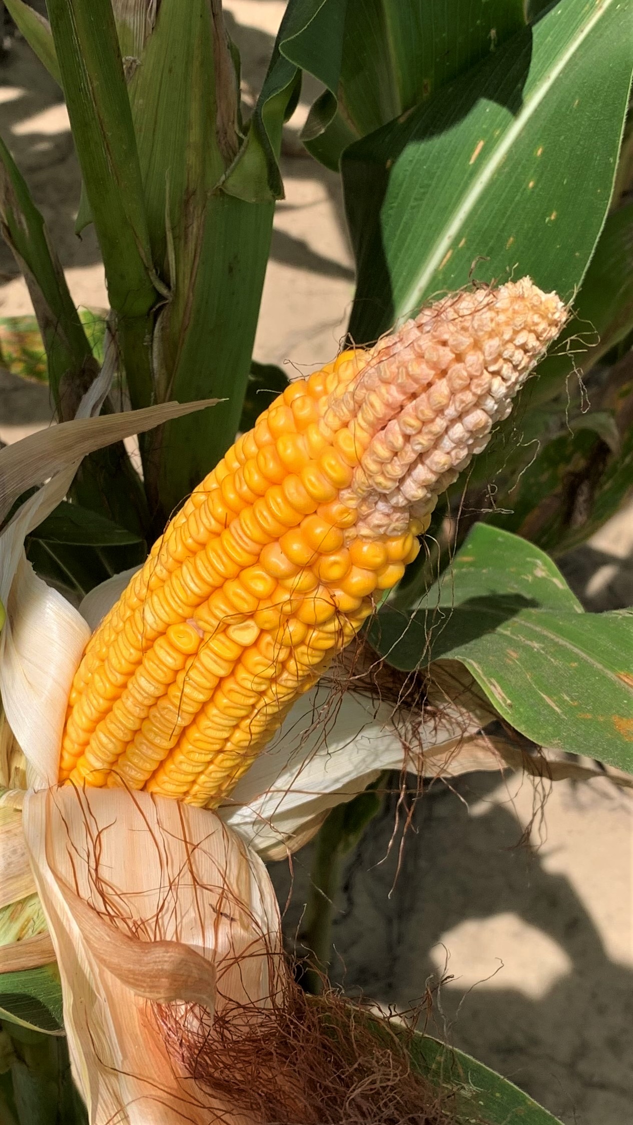 Golden Harvest | Abnormal Ear Development in Corn