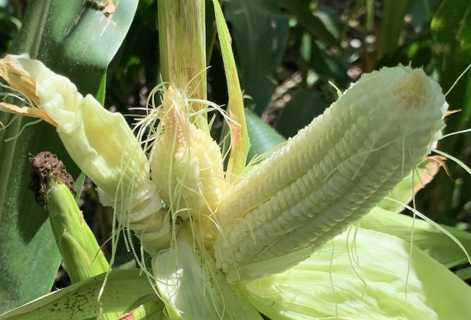 Golden Harvest | Abnormal Ear Development in Corn