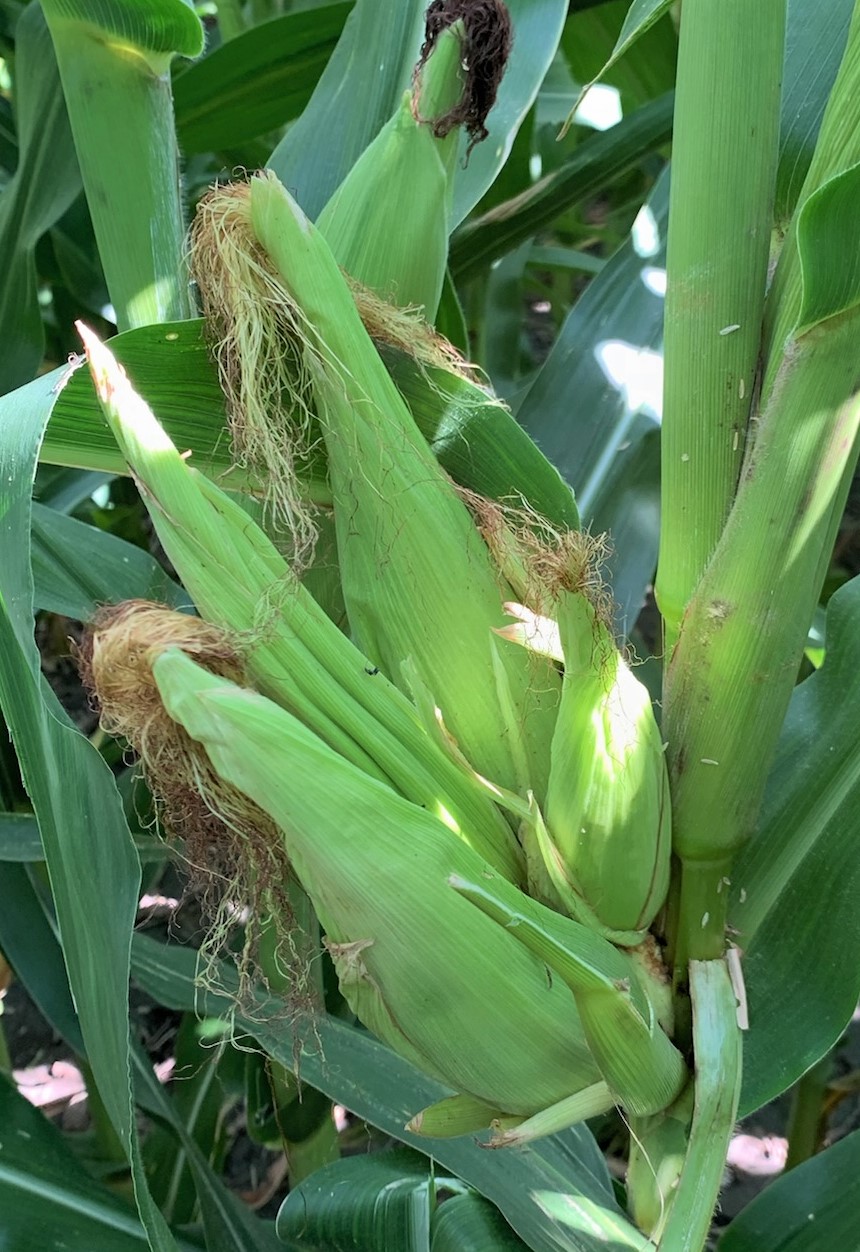 Golden Harvest | Abnormal Ear Development in Corn