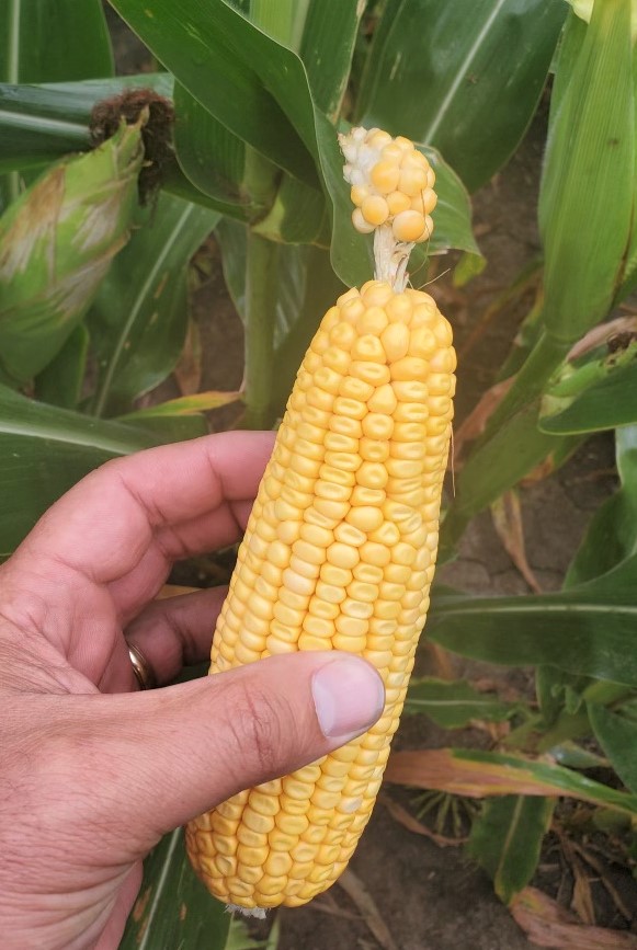 Golden Harvest | Abnormal Ear Development in Corn