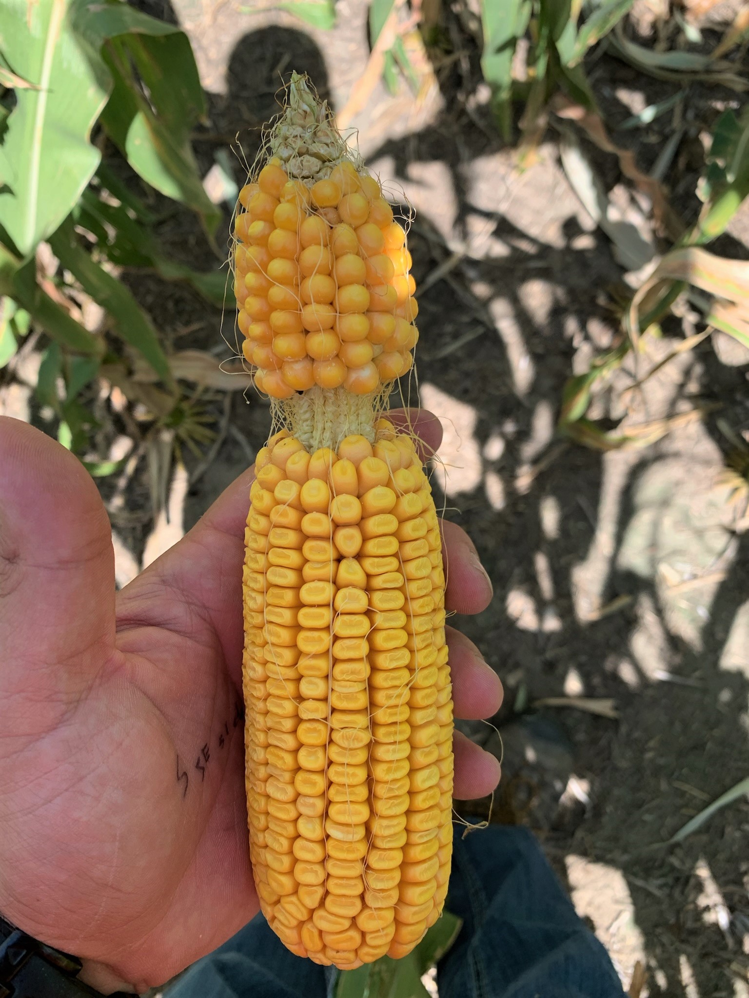 Golden Harvest | Abnormal Ear Development in Corn