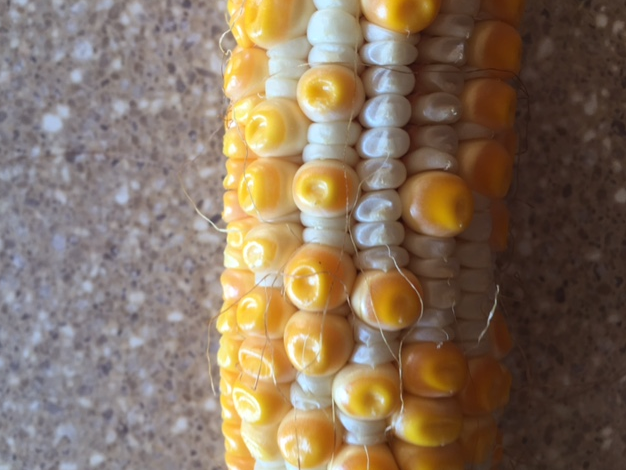 Golden Harvest | Abnormal Ear Development in Corn