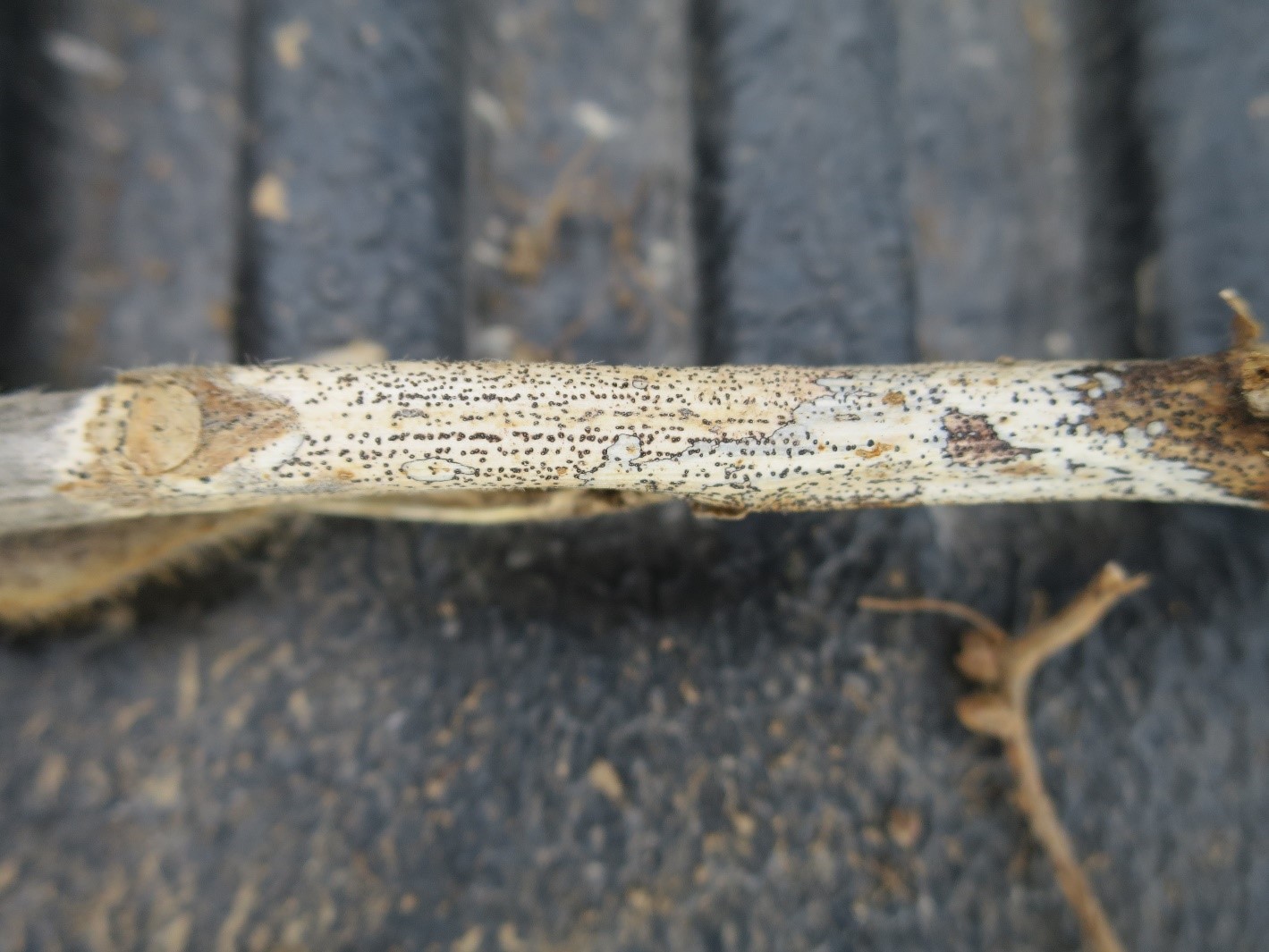 Golden Harvest | Common Soybean Diseases | Golden Harvest