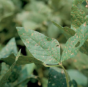 Golden Harvest | Soybean Diseases Series: Proper Identification