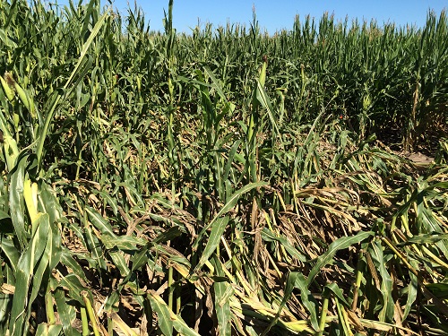 Golden Harvest | Green Snap Injury in Corn