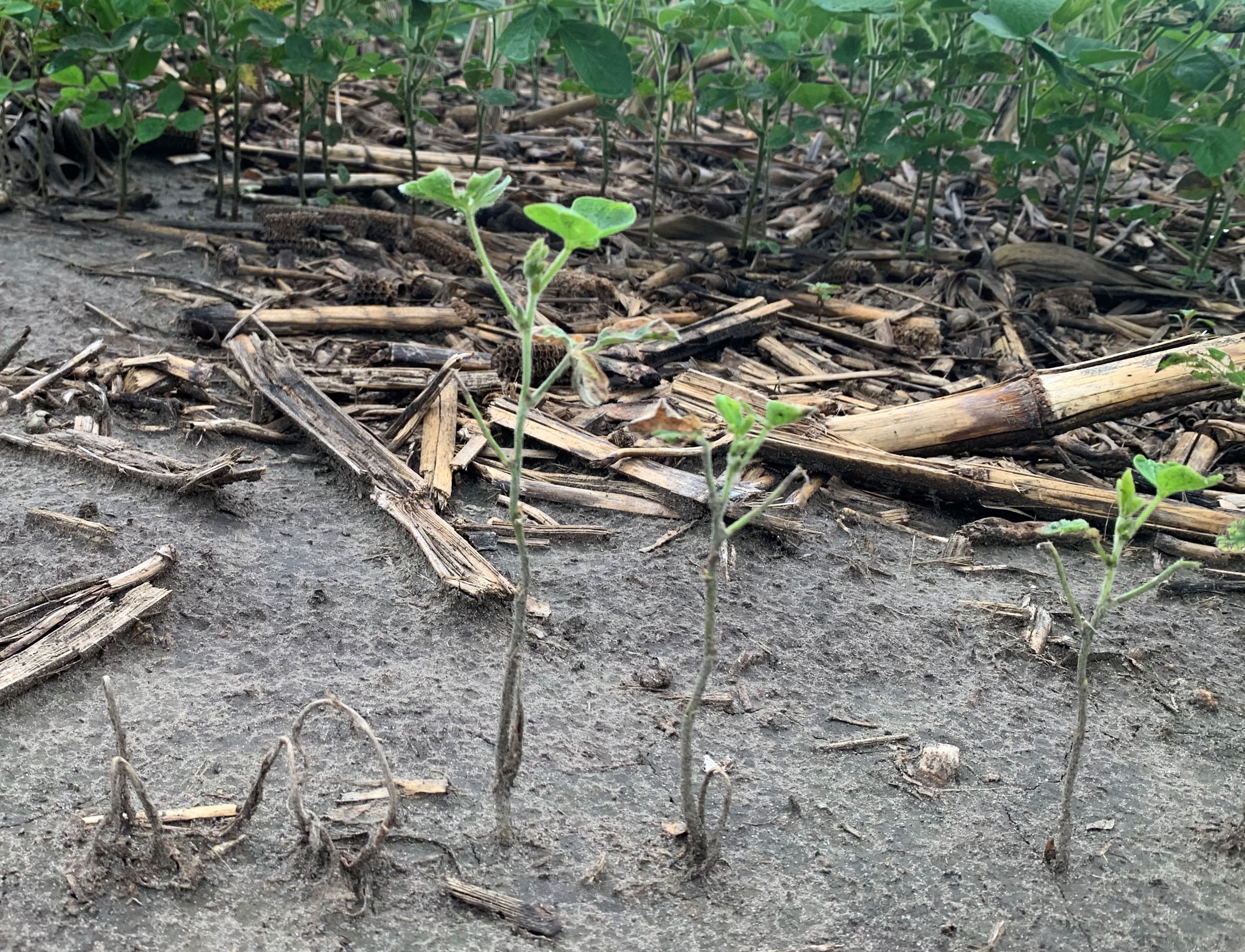 Golden Harvest | Insights Into Corn and Soybean Seedling Diseases