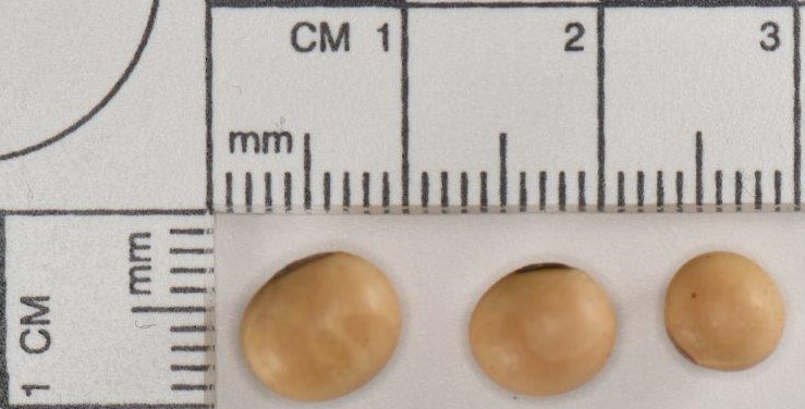 Golden Harvest | Planting Depth Effects on Small and Large Soybean Seed ...