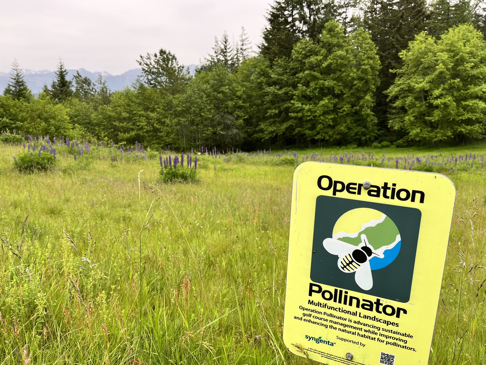 Operation Pollinator: A guide for protecting pollinators | GreenCast ...