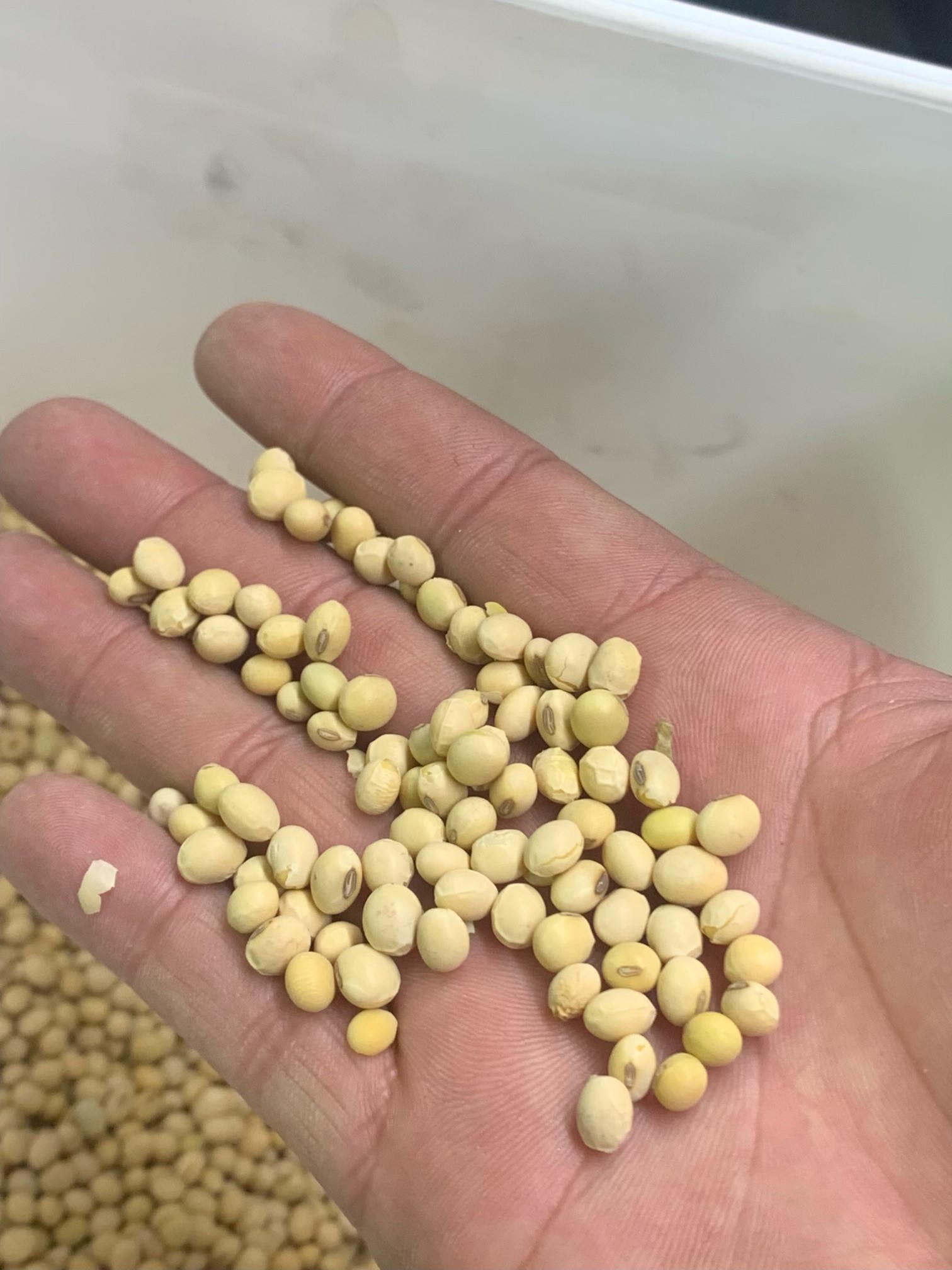 Golden Harvest | Soybean Seed Quality and Handling | Golden Harvest