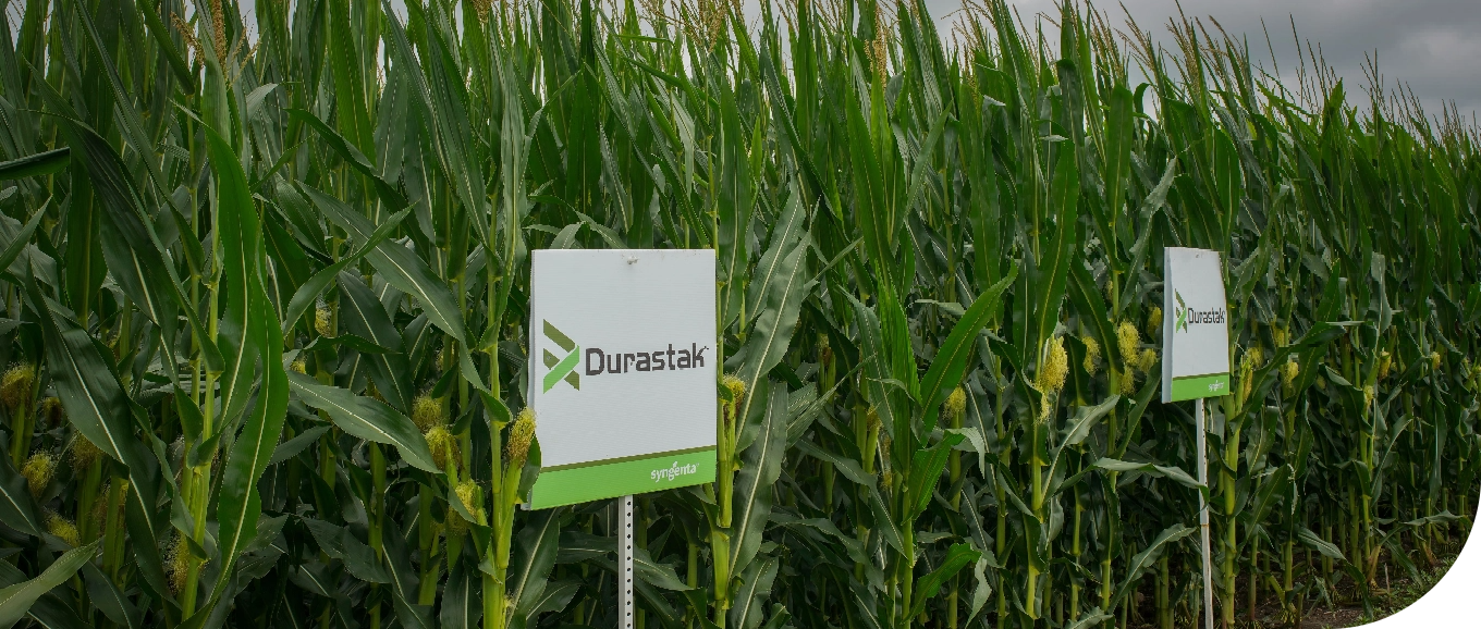 What To Know About the Two Types of Corn Rootworm| Syngenta Corn Traits