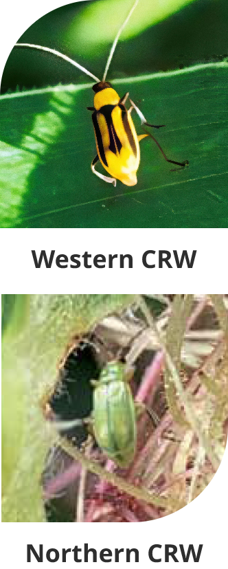 What To Know About the Two Types of Corn Rootworm| Syngenta Corn Traits