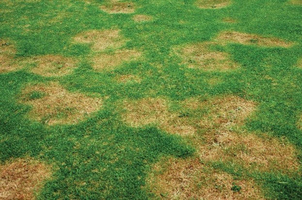 Take control: digital tools for enhanced agronomics | GreenCast | Syngenta