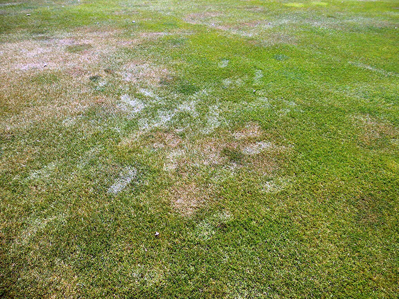 Field Insights Blog | GreenCast | Syngenta