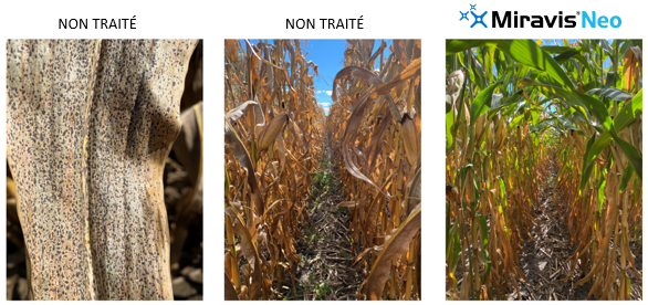 Protéger son maïs avec Miravis® Neo