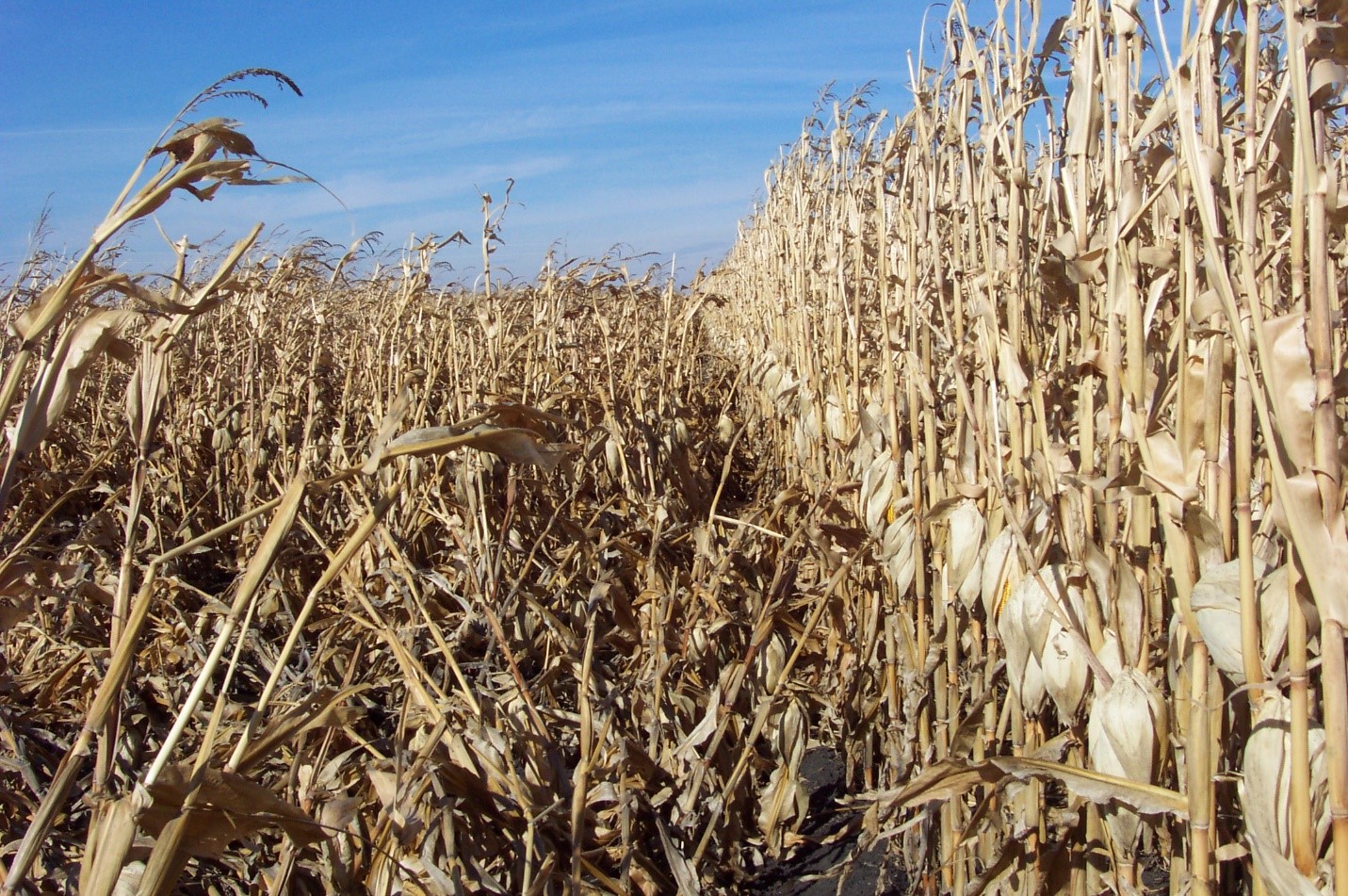 Golden Harvest | Managing Stalk Lodging in Corn | Golden Harvest