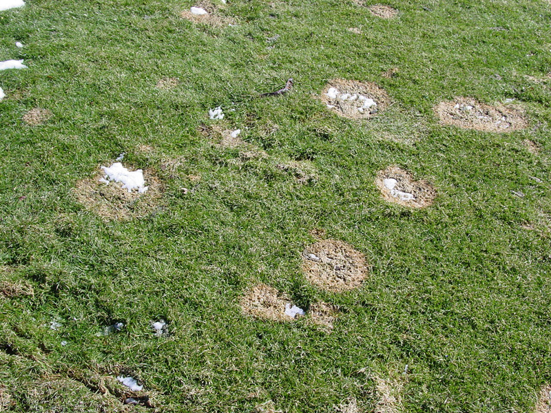 Field Insights Blog | GreenCast | Syngenta