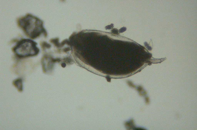 Field Insights Blog | GreenCast | Syngenta