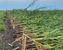 Golden Harvest | How Wind Damage Impacts Corn Yield