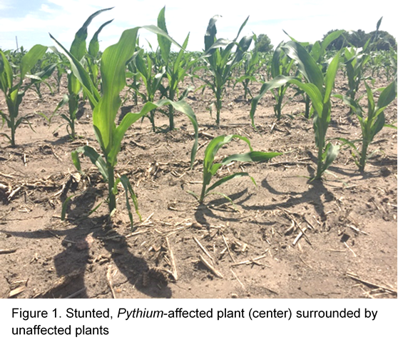 Seed Treatment Options for Pythium in Corn | Golden Harvest