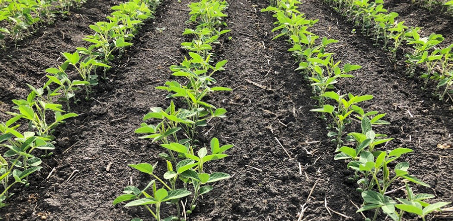 How to Assess 2020 Test Plot Results