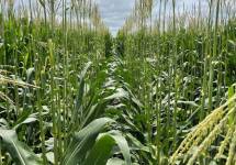 Golden Harvest | Leaf Defoliation Effect on Corn Yield and Lodging ...