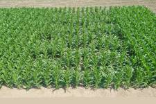 Golden Harvest | Green Snap Injury in Corn | Golden Harvest