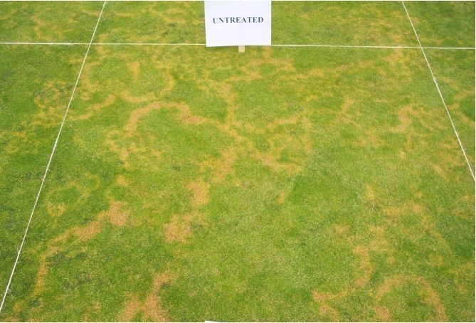 Turfgrass disease prevention Q&A: brown ring patch | GreenCast | Syngenta