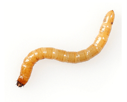 Golden Harvest | Wireworms in Corn